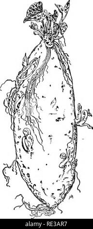 Vegetative Reproduction In Sweet Potato