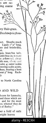 Tallest of the British grass species, the Common Reed spreads using ...