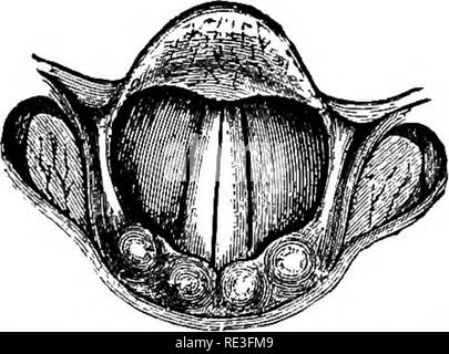 . The anatomy of the domestic animals . Veterinary anatomy. THE TONGUE ...