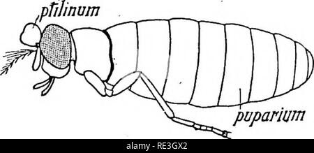 The cocoon, pupa of an insect of the order of flies Stock Photo - Alamy