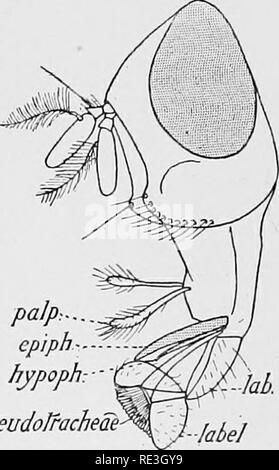 Hypopharynx Insect