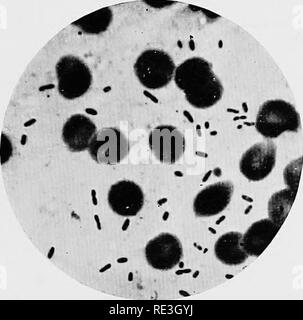 . Bacteriology and the public health. Bacteriology; Public health. s ...