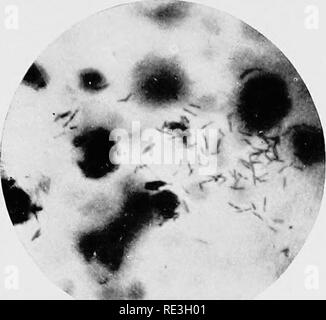 . Bacteriology and the public health. Bacteriology; Public health. s ...