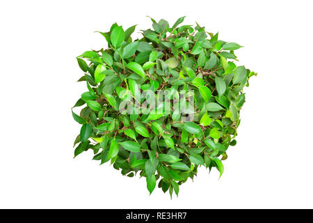 Ficus of Benjamin round shape on a wooden background, top view Stock ...