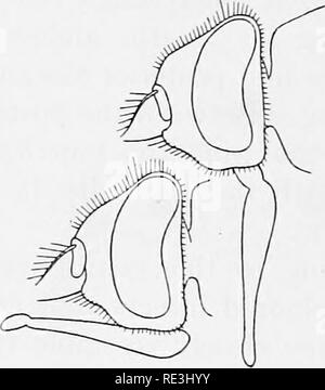 Stable fly (Stomoxys calcitrans) proboscis, coloured scanning electron ...