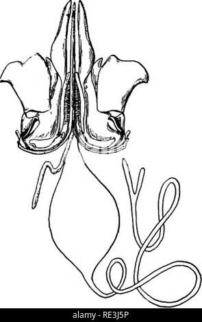 Honey bee lancets Stock Photo - Alamy