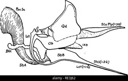 Honey bee lancets Stock Photo - Alamy