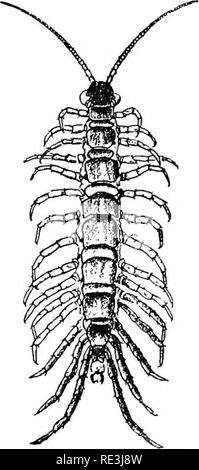 Millipedes. Two millipedes (class Diplopoda) on top of each other ...