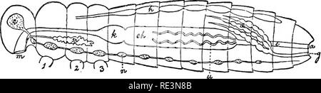 . Text book of zoology. Zoology. Fig. 198. Diagram of the principal ...
