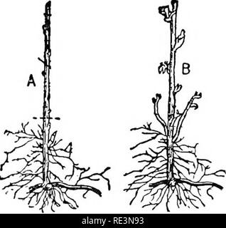 RASPBERRY CANES AFTER PRUNING Stock Photo - Alamy