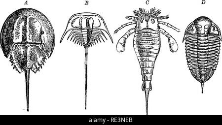 . Text book of zoology. Zoology. Pig. 159. A Limulus, B Belinurus, C ...