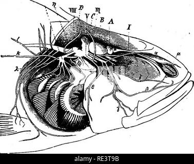Nervous system of the cuttle fish Stock Photo - Alamy