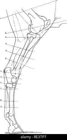 The topographical anatomy of the limbs of the horse (Page 156 ...