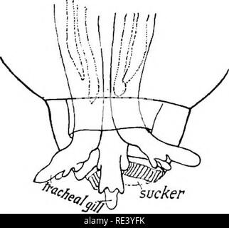 Insect - fly - cocoon found in nature, macro of hatched bug, blurred ...