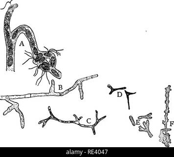 . A manual of determinative bacteriology. Bacteria. THE MORPHOLOGY OF ...