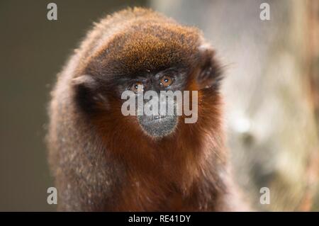 Coppery titi (Callicebus cupreus), portrait, adult, captive Stock Photo ...