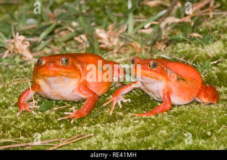 Couple of Tomato Frogs or Crapaud Rouge de Madagascar (Dyscophus ...