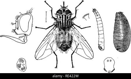 A Stable Fly, Stomoxys calcitrans, also known as Barn Fly, Biting House ...