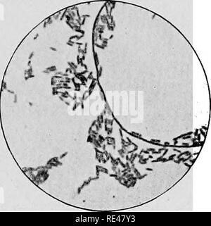 Classification of Bacilli Bacteria Stock Photo - Alamy
