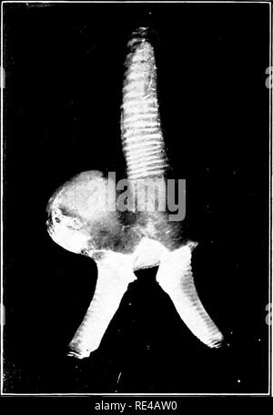 . The bird; its form and function . Fig. 128. Fig. 129. Fig. 128 ...
