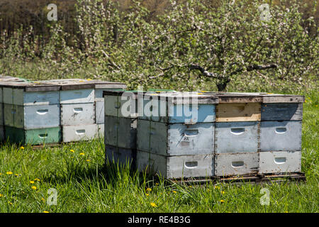 Beehives in an apple orchard Stock Photo - Alamy
