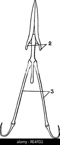 . The structure and life of birds. Birds; Evolution. THE STRUCTURE AND ...