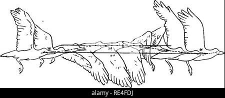 . The structure and life of birds. Birds; Evolution. THE STRUCTURE AND ...