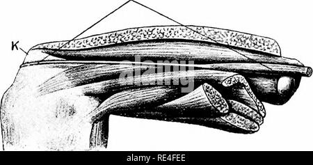 . The structure and life of birds. Birds; Evolution. VI FORM AND ...