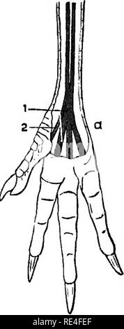 . The bird, its form and function . t, or great, toe, which in all ...