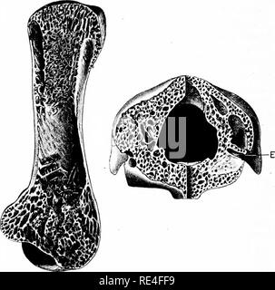 . The structure and life of birds. Birds; Evolution. THE STRUCTURE AND ...