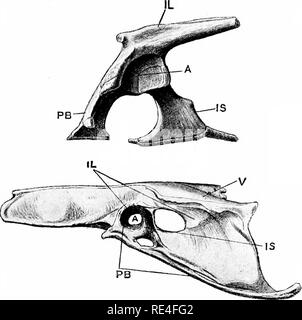 . The structure and life of birds . | Bones very little or not at all ...