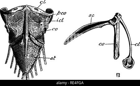 . The structure and life of birds. Birds; Evolution. SKELETONS OF BIRD ...