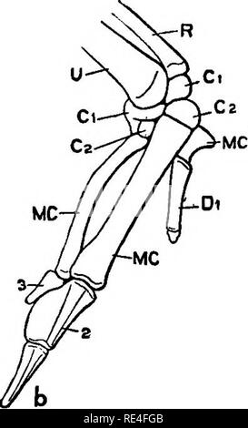 . The structure and life of birds . Fig. 2.—Skeleton of Fowl (after ...