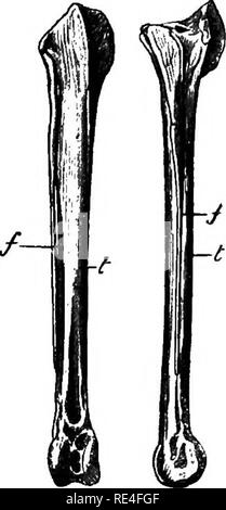 . The structure and life of birds. Birds; Evolution. SKELETONS OF BIRD ...