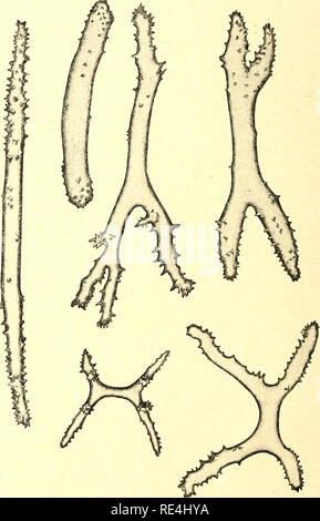 . Echinodermata . Fig. 6. Calcareous deposits from the body of ...