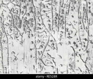 . Eastern forest insects . 97 Stock Photo - Alamy