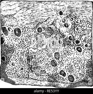 . Special pathology and therapeutics of the diseases of domestic ...