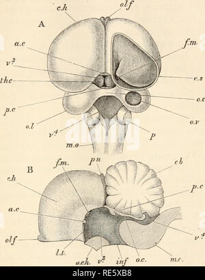 Dorsal striatum and lateral ventricles in healthy brain and in ...