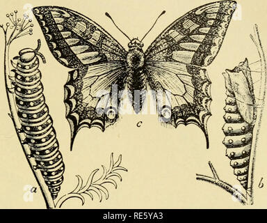 butterfly chrysalis change form from caterpillar to cocoon to butterfly ...