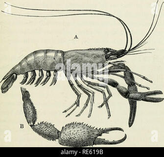 . The crayfish : an introduction to the study of zoology . Crayfish ...