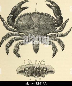 . The crayfish : An introd. to the study of zoology. --. Crayfish ...