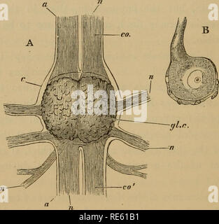 nervous system crayfish