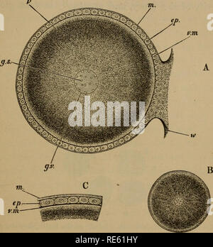 . The Crayfish : an introduction to the study of Zoology. THE OVARY AND ...