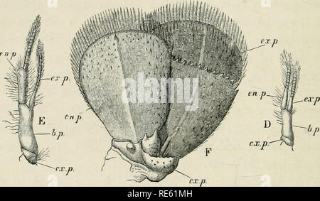 . The crayfish; an introduction to the study of zoology. Crayfish ...