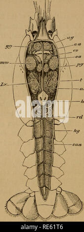 . The crayfish : an introduction to the study of zoology . Crayfish ...