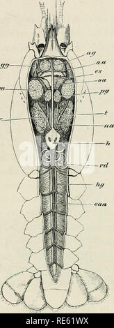 . The crayfish : an introduction to the study of zoology . Crayfish ...
