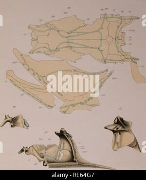 . The cranial anatomy of the mail-cheeked fishes. Skull; Fishes ...