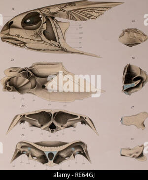 . The cranial anatomy of the mail-cheeked fishes. Skull; Fishes. Hel'1 ...