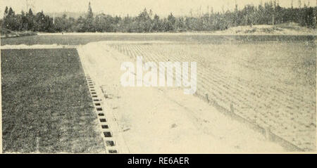 Cranberry bog on the Oregon coast. Bandon, Oregon Stock Photo - Alamy
