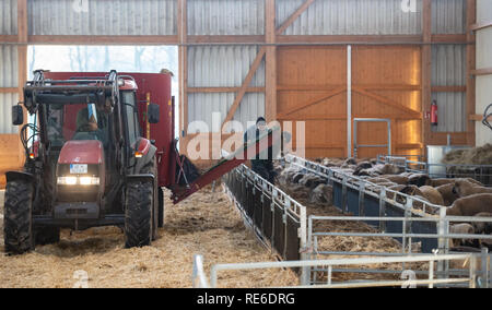 Eimke, Germany. 19th Jan, 2019. Sheep eat their food in a stable ...